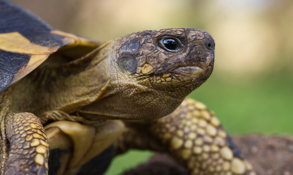 CENTRE DE REPRODUCCIÓ DE TORTUGUES DE L'ALBERA – Centre de Reproducció ...